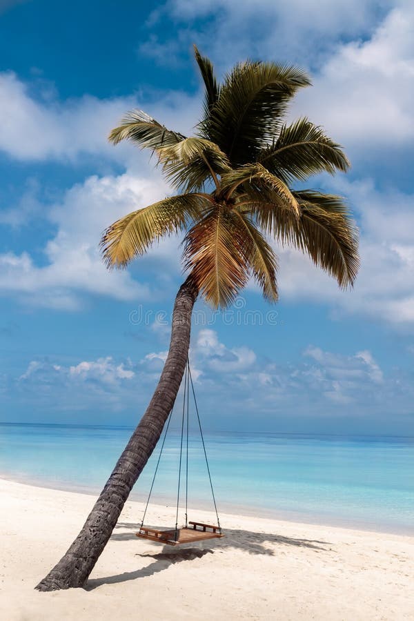 Picture of a Palm Tree and a Swing during Sunset Stock Photo - Image of ...