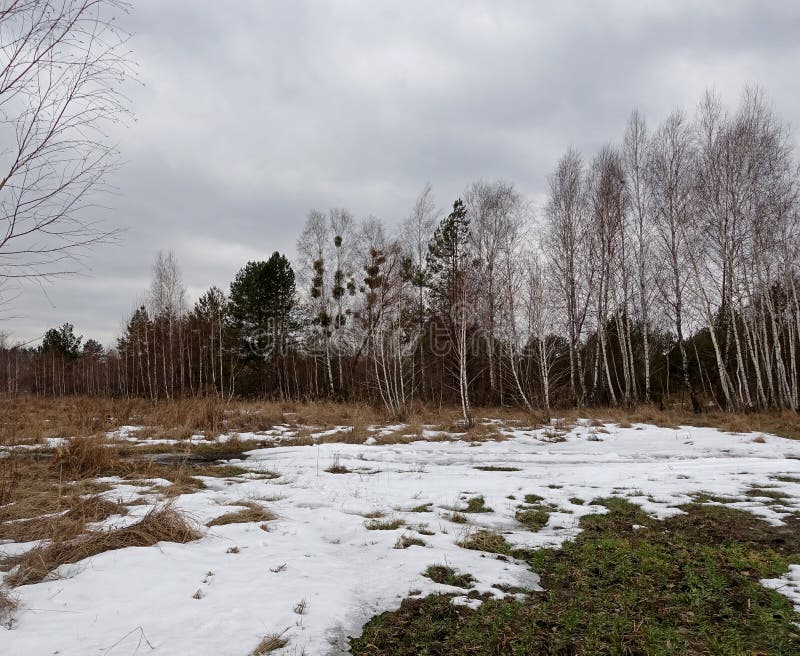 Cloudy Day in the Forest in Spring Stock Image - Image of frozen ...
