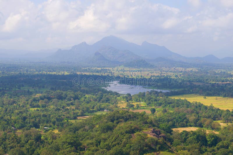 Ceylon (Sri Lanka) Highland Viper Stock Photo - Image of hypnale ...