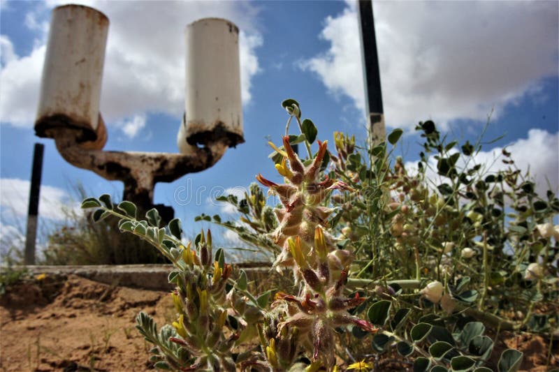 Sandy road. Western Negev. stock image. Image of green - 272187245