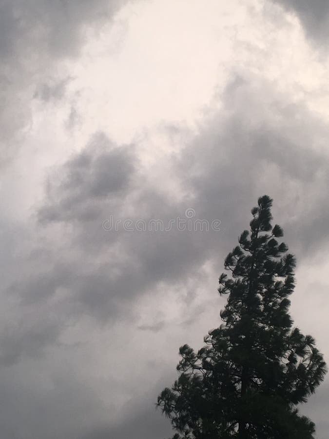 Cloudy day stock photo. Image of swaying, tree, mist - 96650612