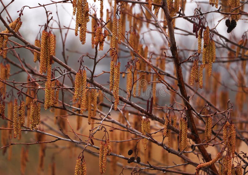 Spring Freshness. Girl with Delicate Pastel Flowers Stock Photo - Image ...