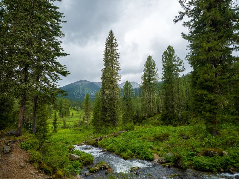 Fir in the Wild Taiga. Summer Sunny Day in the Coniferous Forest Stock ...
