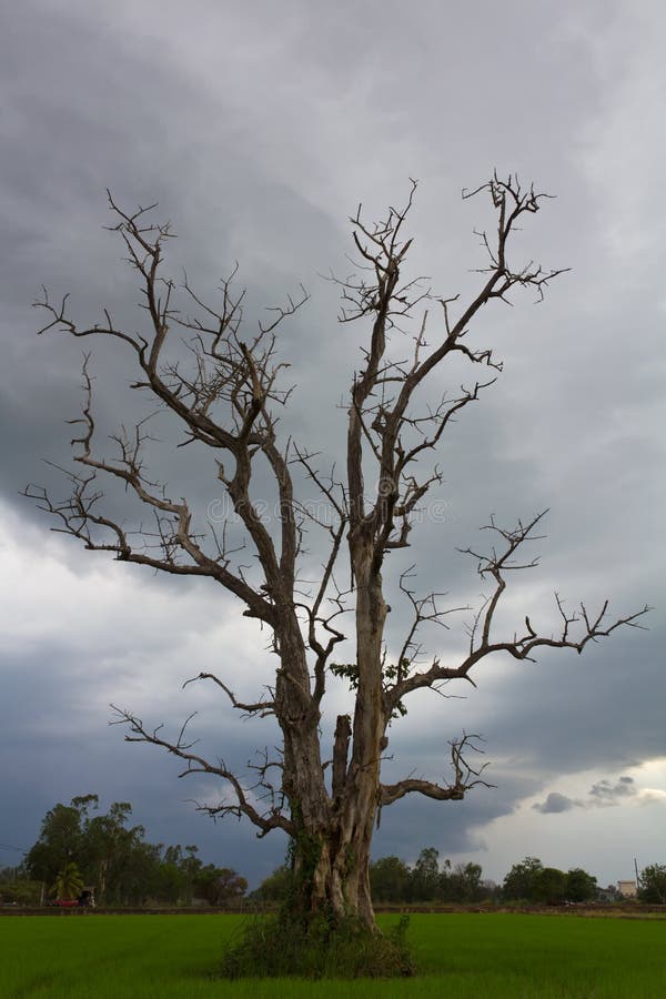 Dead tree stock image. Image of gray, curved, reflection - 16391577