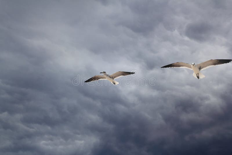 2,797 Birds Flying Dramatic Sky Stock Photos - Free & Royalty-Free ...
