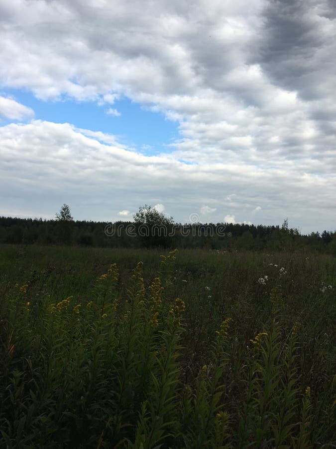 Cloudy Fall Day in Woods at Dachas in Suburbs of Moscow in Russia ...