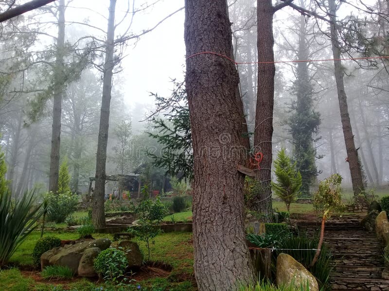 Cloudy forest. stock photo. Image of bosque, trees, cloudy - 122558286