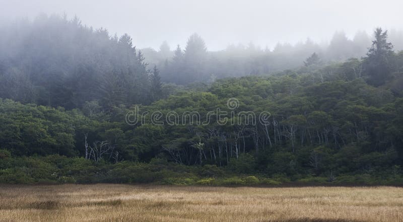 Cloudy forest landscape stock photo. Image of moist, hazy - 12423640