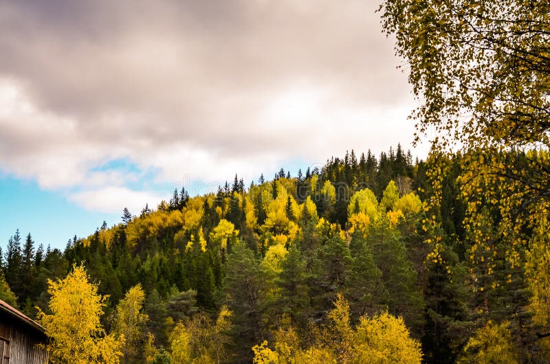 Cloudy Forest Landscape in Norwegian Autumn Stock Image - Image of ...