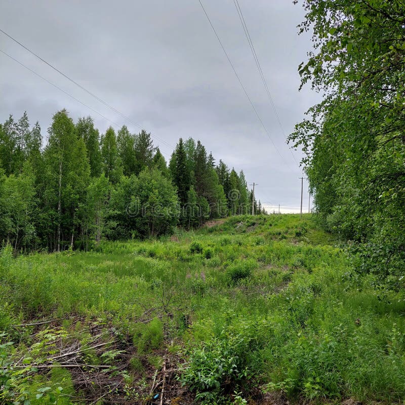 Cloudy Forest Landscape with Power Lines Stock Photo - Image of ...
