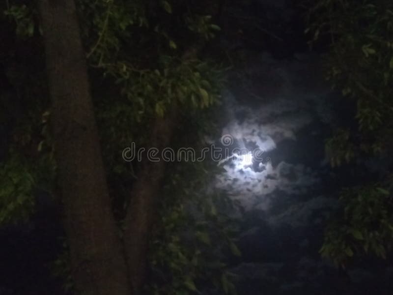 Cloudy Moonlit Night Over Spruce Forest Stock Image - Image of light ...