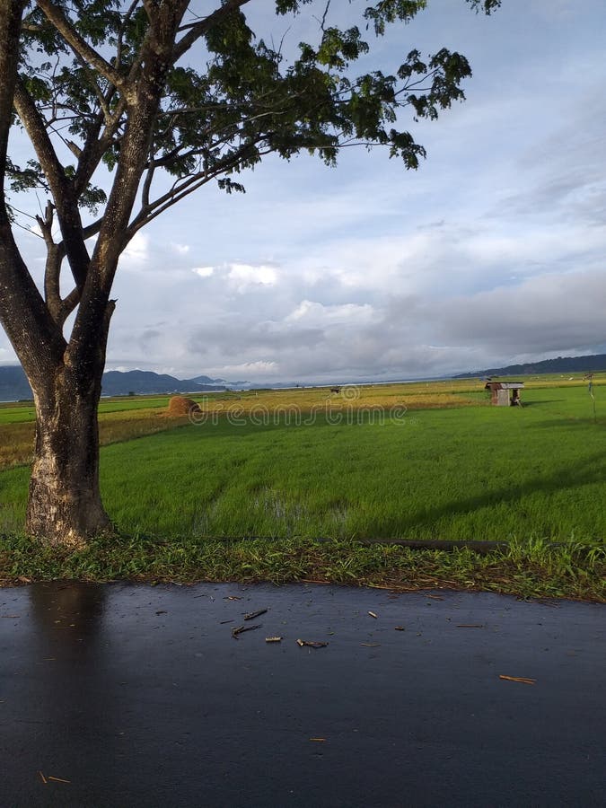 Cloudy Morning on Rice Field, Tree, Sky, Rain, Wet Asphalt, Hill Stock ...