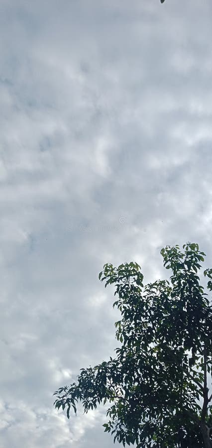 The Cloudy Morning Sky, the Leaves are Calm without Wind Stock Photo - Image of cloudy, morning ...