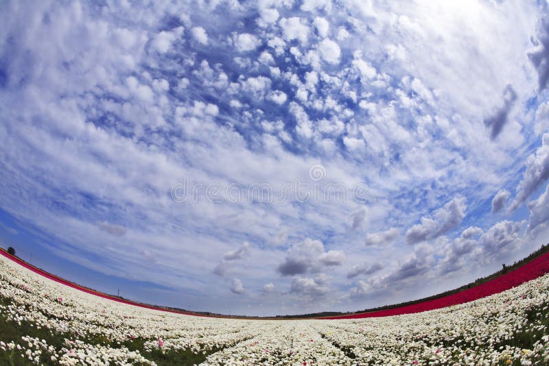 Cloudy morning stock photo. Image of white, buttercups - 32080666