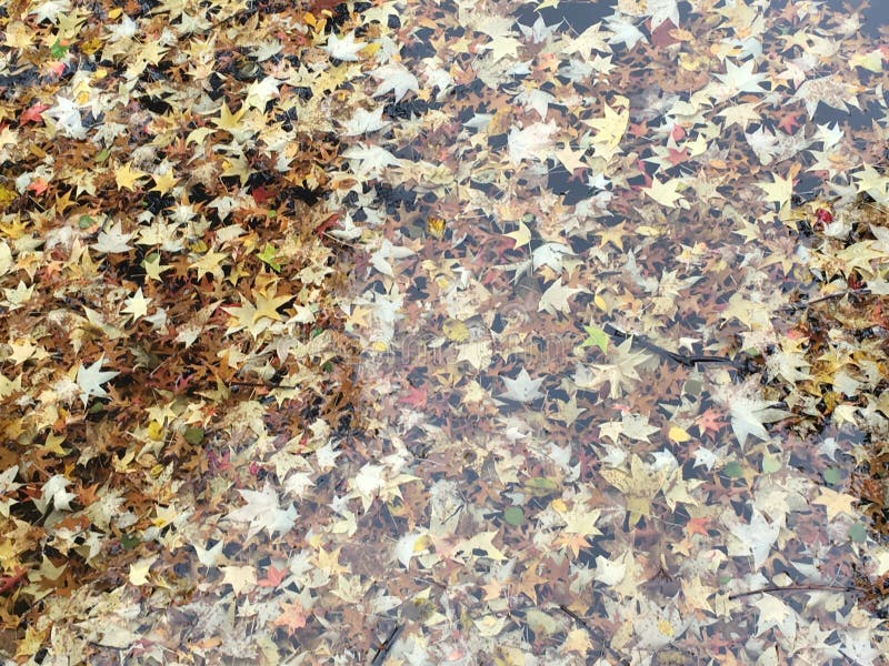 Cloudy and Rainy Day in October at Central Park in Manhattan, New York ...