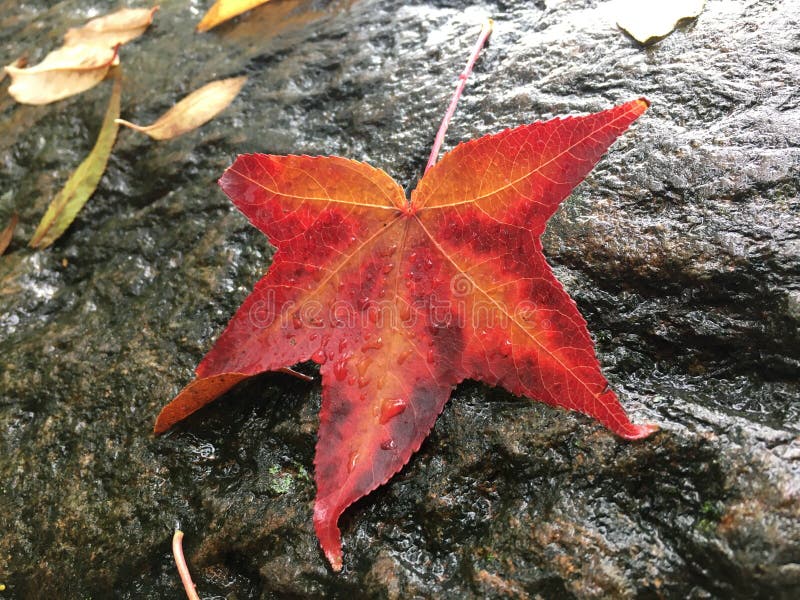 Cloudy and Rainy Day in October at Central Park in Manhattan, New York ...