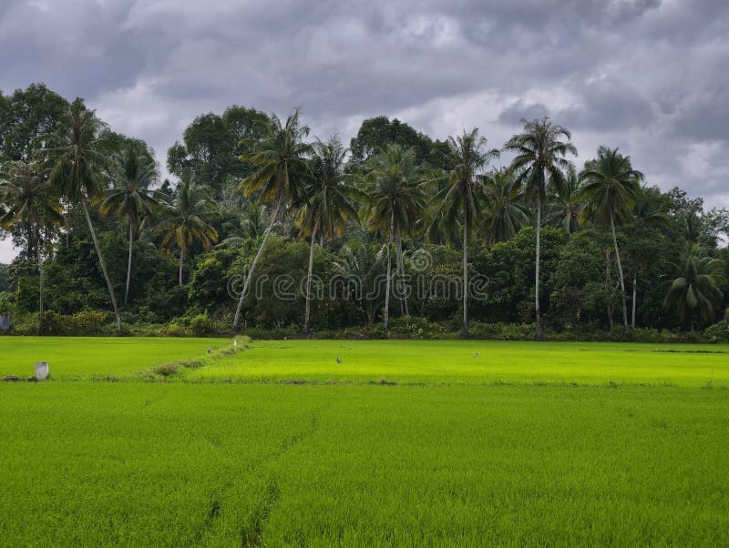 Cloudy Skies Cast a Soft Light Over a Vibrant Expanse of Rice Paddies ...