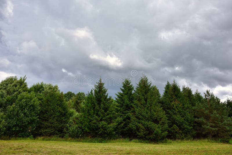 Cloudy Sky, Fir Forest, Cloudy Day in the Forest Stock Photo - Image of ...