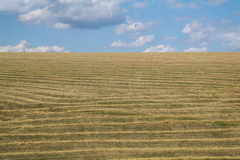 Cloudy Sky and Golden Field Stock Photo - Image of cloudy, ears: 45405664