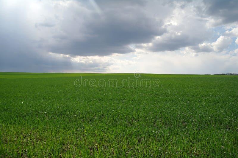Cloudy Sky and Golden Field Stock Image - Image of beauty, ideas: 79236171