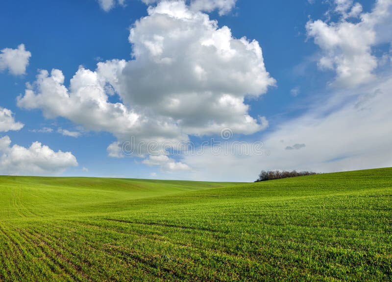Green Fields of Winter Wheat in Hilly Terrain in Spring Stock Image ...
