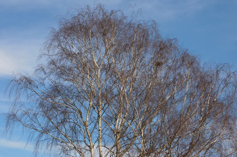 Cloudy Sky and almost Leafless Trees Stock Image - Image of tree ...