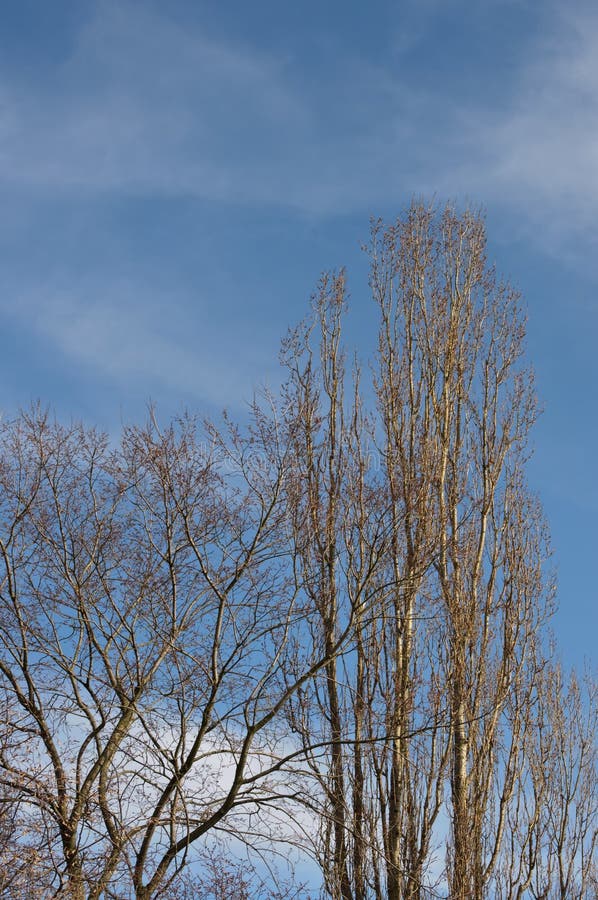Cloudy Sky and almost Leafless Trees Stock Image - Image of branches ...