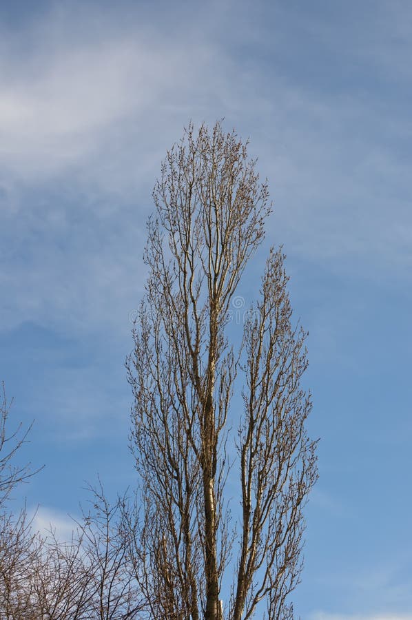 Cloudy Sky and almost Leafless Trees Stock Image - Image of daylight ...