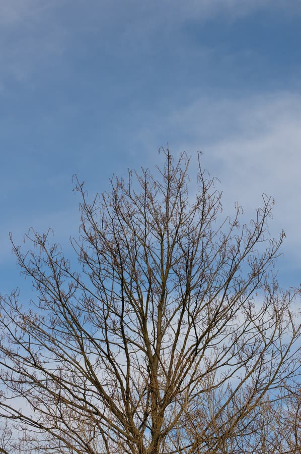 Cloudy Sky and almost Leafless Trees Stock Image - Image of tree, sunny ...