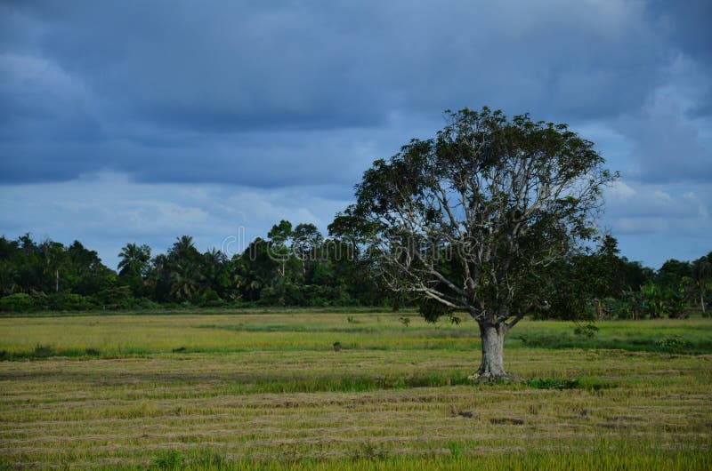 Cloudy Sky with a Lone Tree Stock Image - Image of water, flowing ...