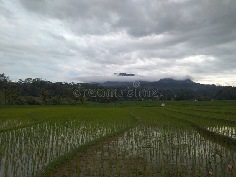 Cloudy Sky Mountain Rice Fields Covered with Clouds Stock Photo - Image ...