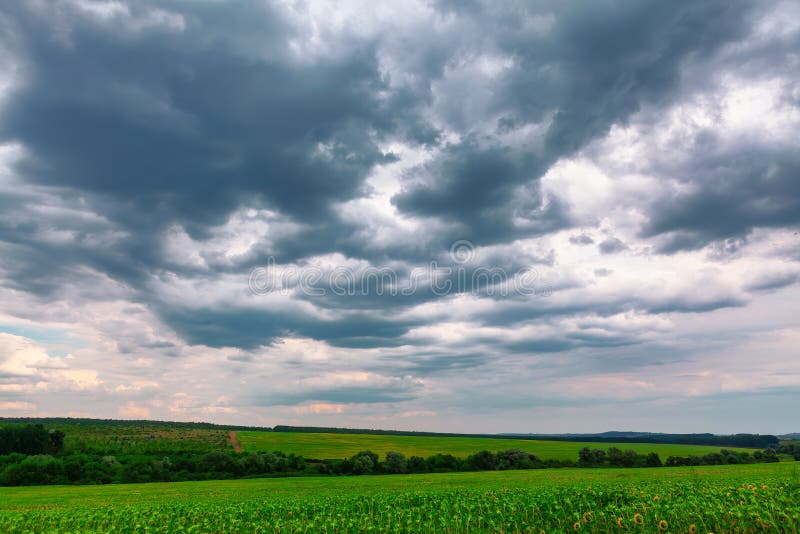 Cloudy Sky Over the Field with Sunflowers Stock Photo - Image of tree ...