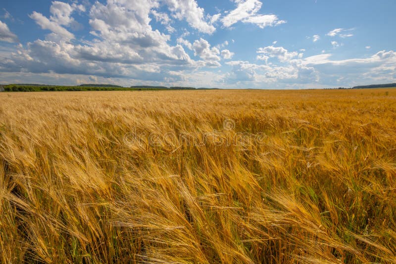 Field after the rain stock image. Image of color, weed - 53899951