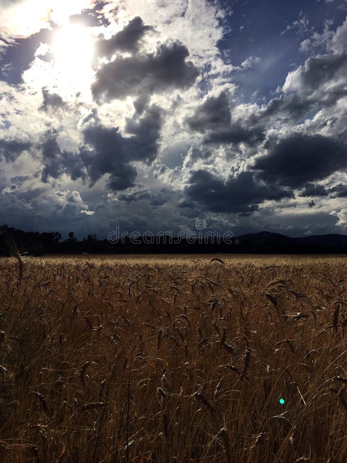 Cloudy Sky Over Golden Wheat Field Stock Image - Image of seed, cloudy ...
