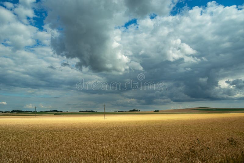 Cloudy Sky Over a Large Field with Grain Stock Photo - Image of blue ...