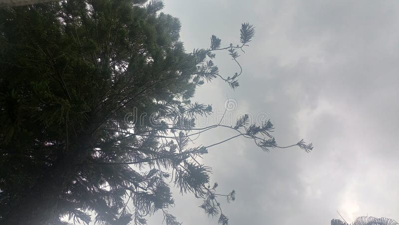 Cloudy Sky with Pine Tree Branches. Nature Scene Stock Photo - Image of ...