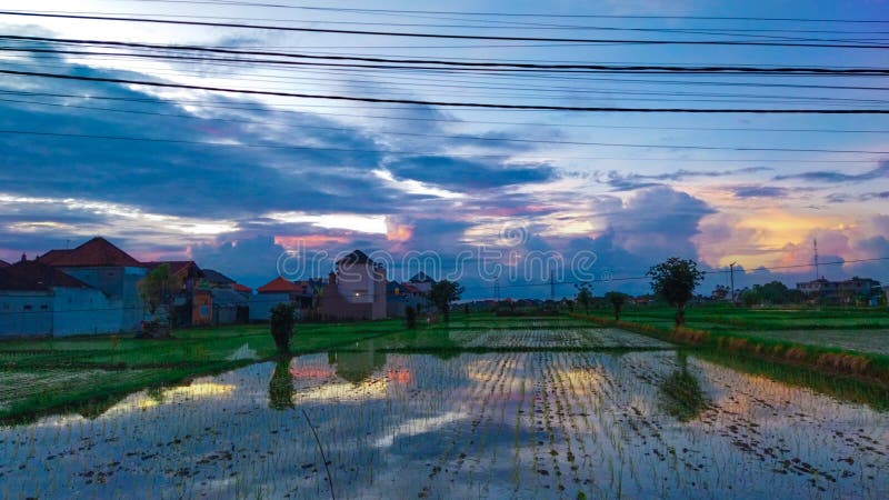 Cloudy Sky Rice Field Water Reflection Stock Photo - Image of rice ...