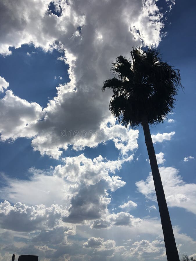 Clouds Form a Perfect Diameter To Fit a Palm Tree Stock Photo - Image ...