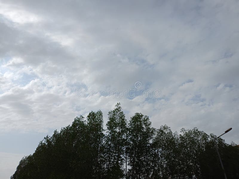 Cloudy Sky and Tall Trees in a Serene Landscape Stock Photo - Image of ...