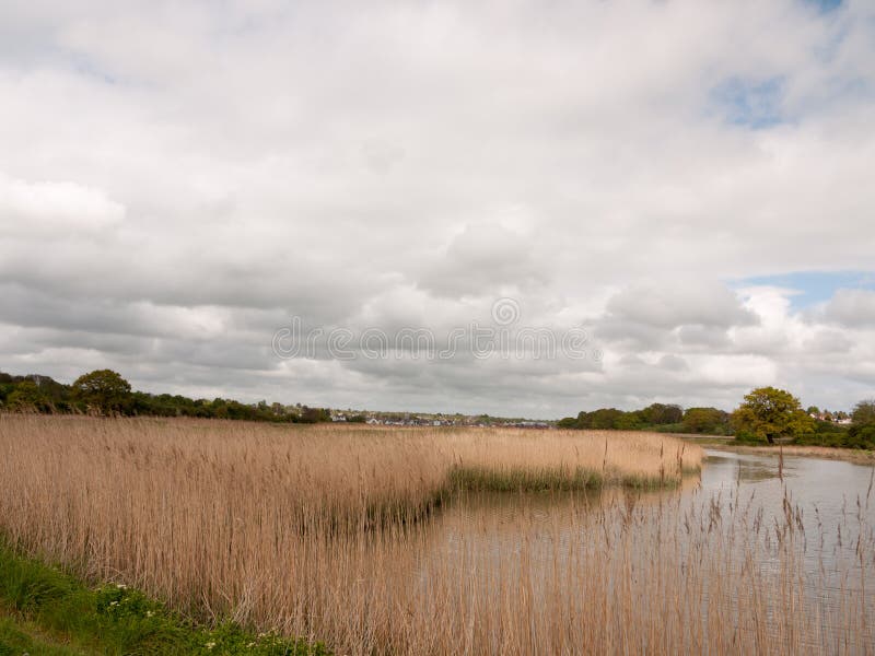 Cloudy Spring Day Reeds Next To a River Stock Image - Image of meadow ...