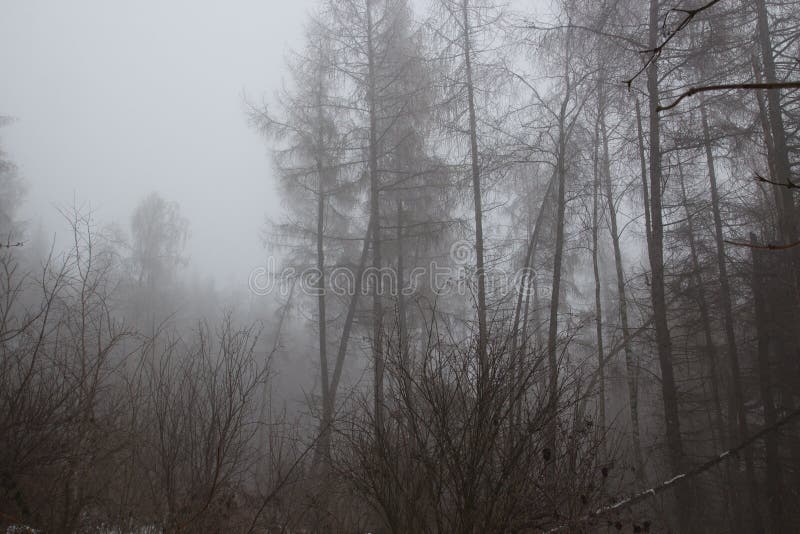 Cloudy Spring Forest with Trees and Bushes in the Mist Stock Photo ...