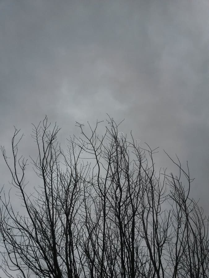 Beautiful Cloudy and tree editorial stock image. Image of beutiful ...