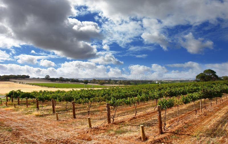 Wineplants stock image. Image of wine, valley, river, cudgegong - 2207373