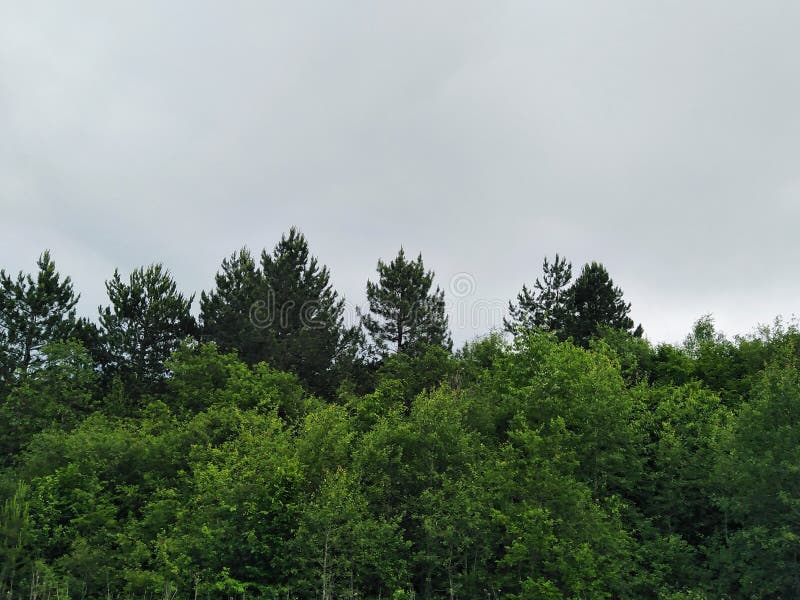 Cloudy weather stock image. Image of green, tree, forest - 150719713