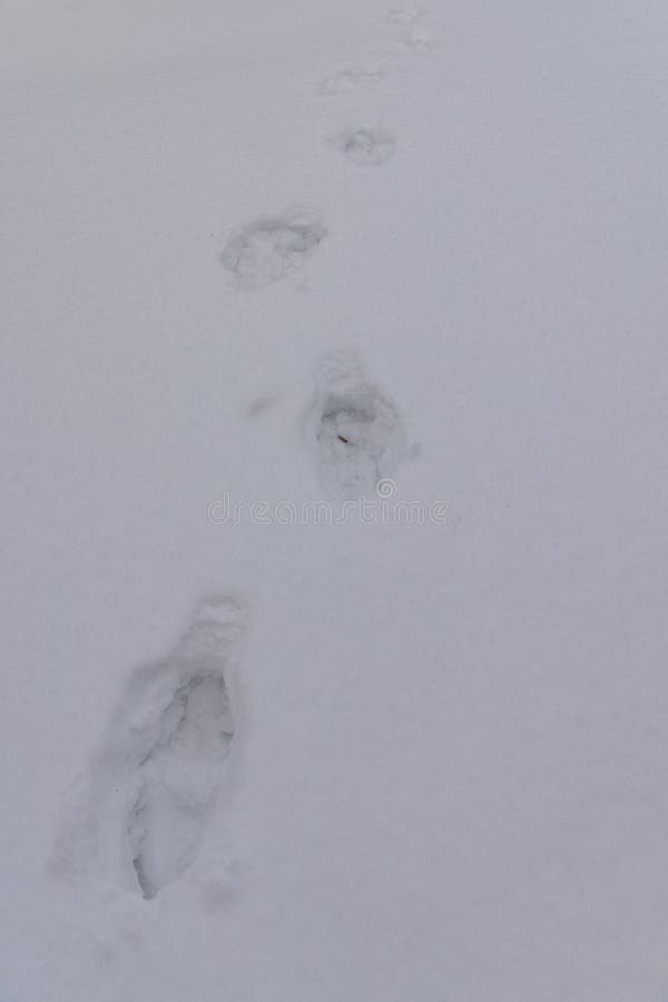 Cloudy Weather after a Snowfall and Human Footprints in the Snow Stock ...
