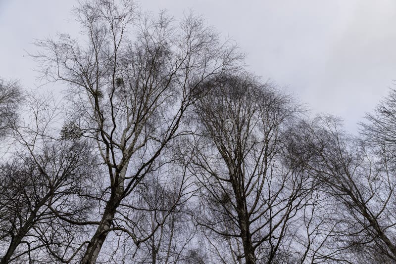 Cloudy Weather in Windy Weather in the Winter Park with Birch Tree ...