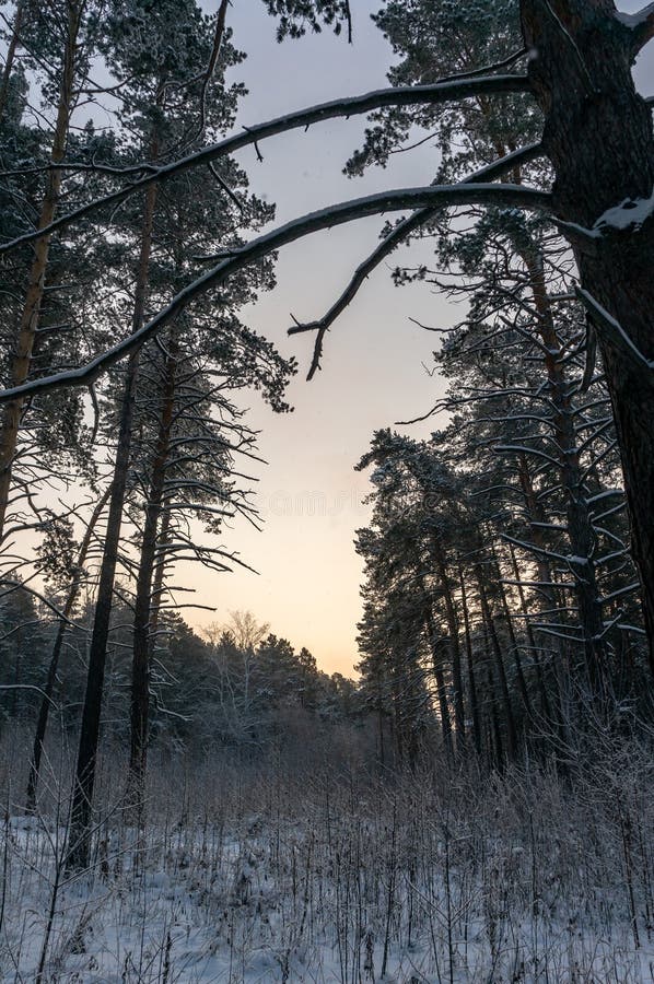 Cloudy Winter Morning in a Pine Forest. Winter Landscape, Early Morning ...