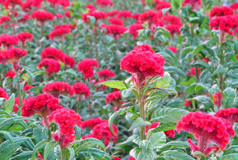 Clourful of Cockscomb in Botanical Garden Stock Photo - Image of growth ...