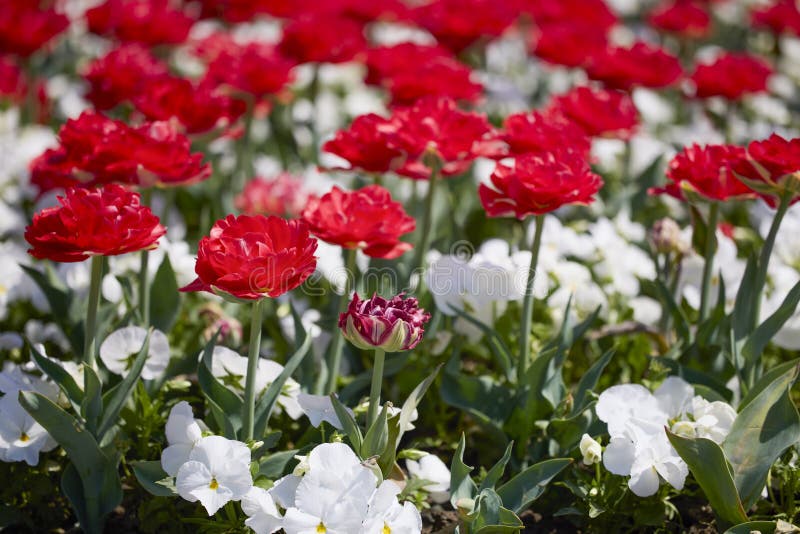 Clouse Ap with Different Types of Beautiful Tulips in Different Colors ...