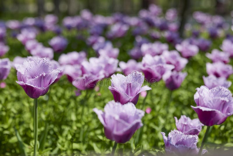 Clouse Ap with Different Types of Beautiful Tulips in Different Colors ...